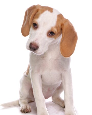26 Beagle Colors and Markings (With Pictures)