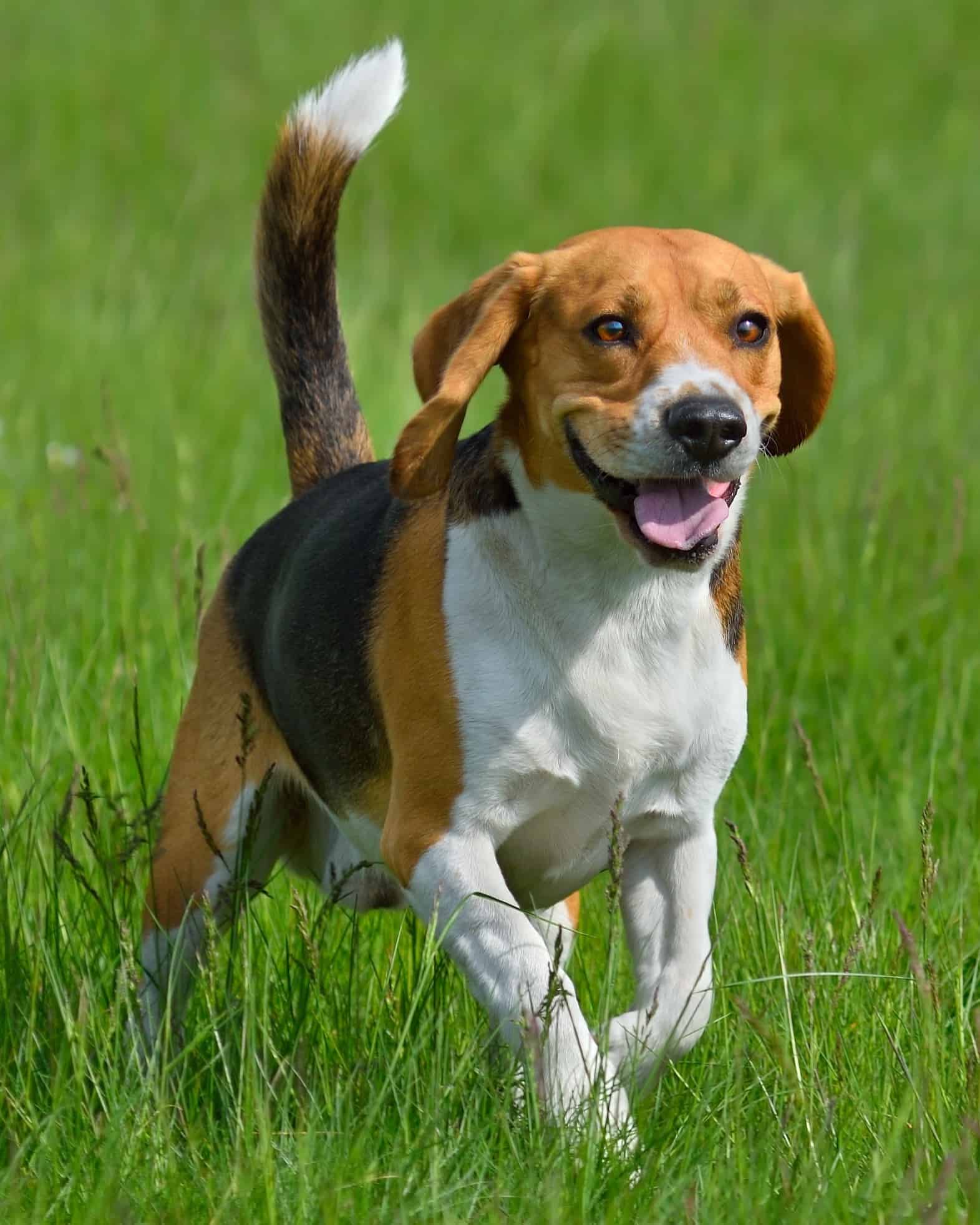 26 Beagle Colors and Markings (With Pictures)