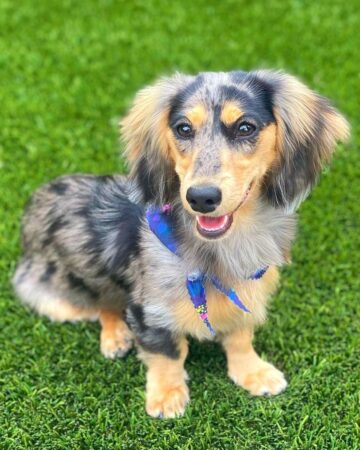 Dapple Dachshund: Breed Info, Patterns, Traits & Pictures