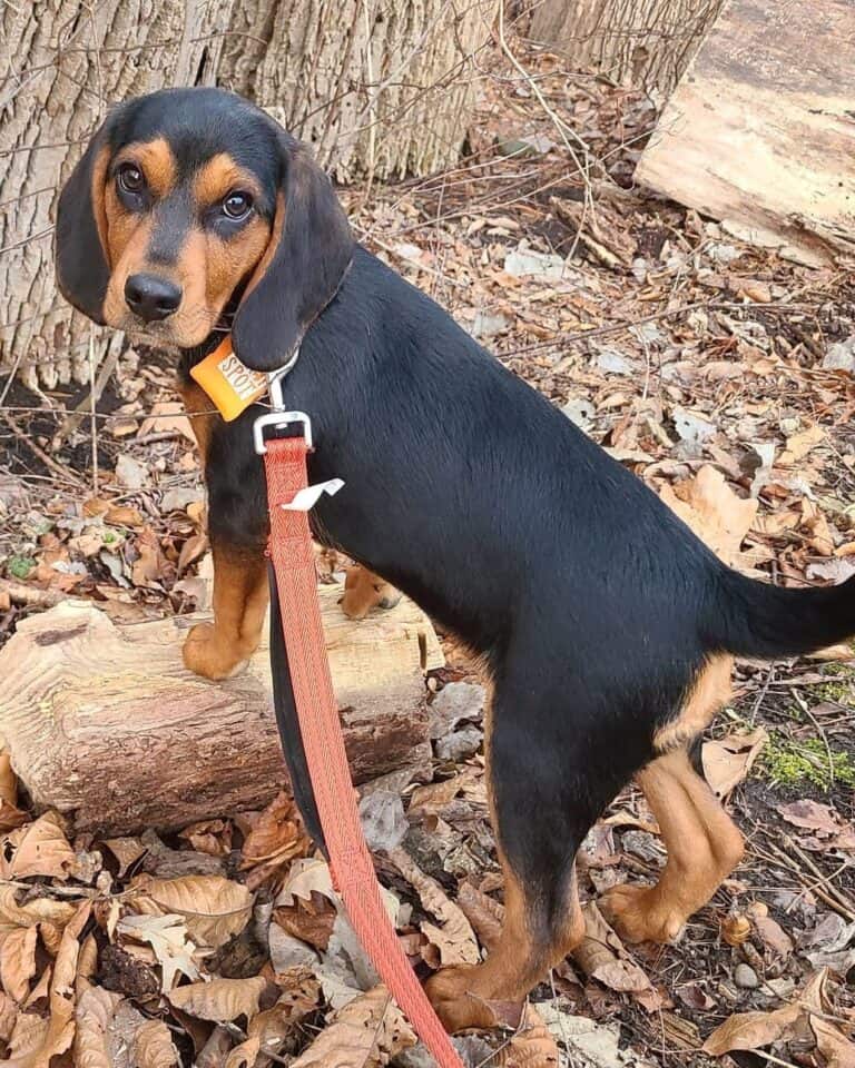 26 Beagle Colors and Markings (With Pictures)