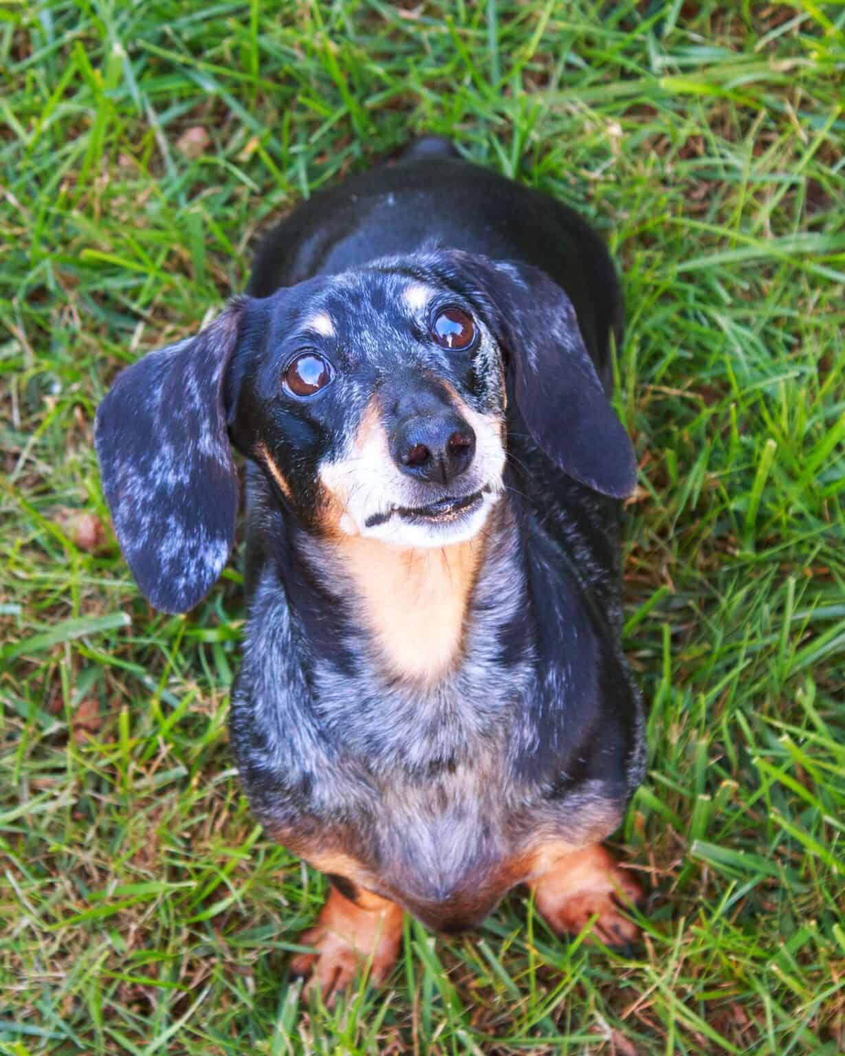 Dapple Dachshund: Breed Info, Patterns, Traits & Pictures