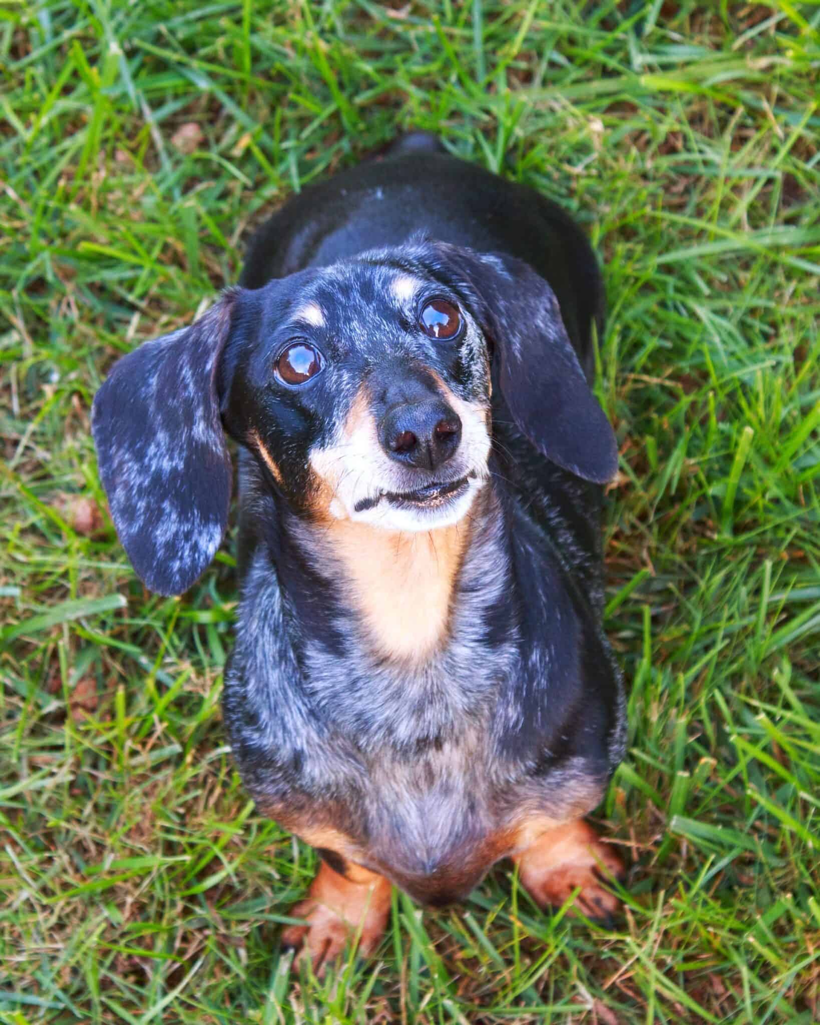 Dapple Dachshund: Breed Info, Patterns, Traits & Pictures