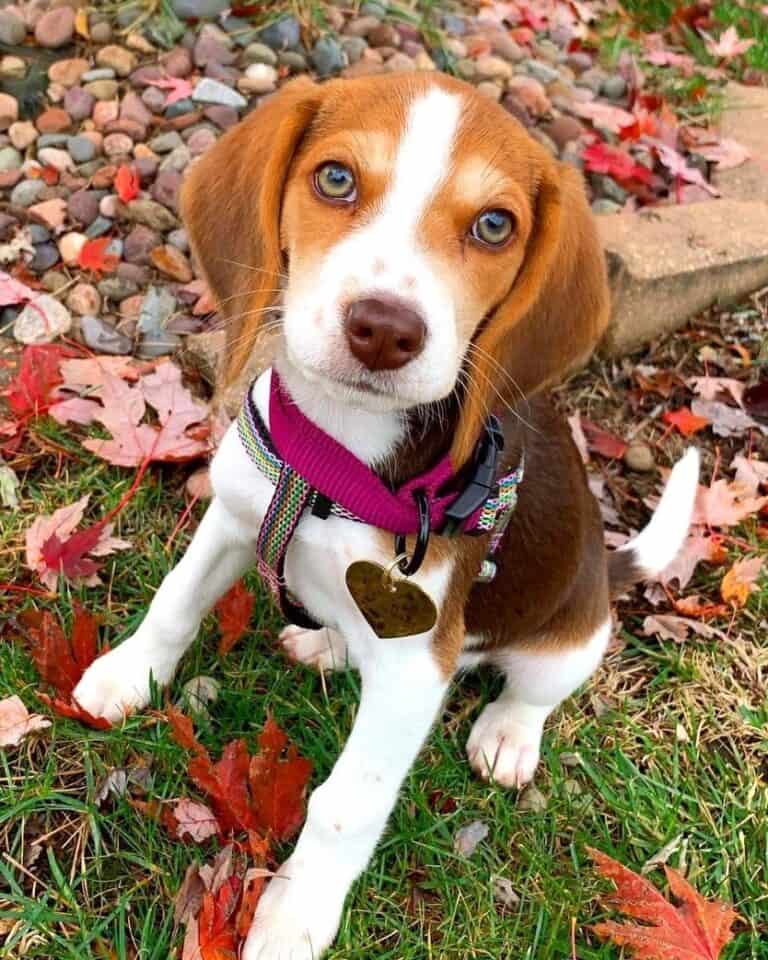 26 Beagle Colors and Markings (With Pictures)