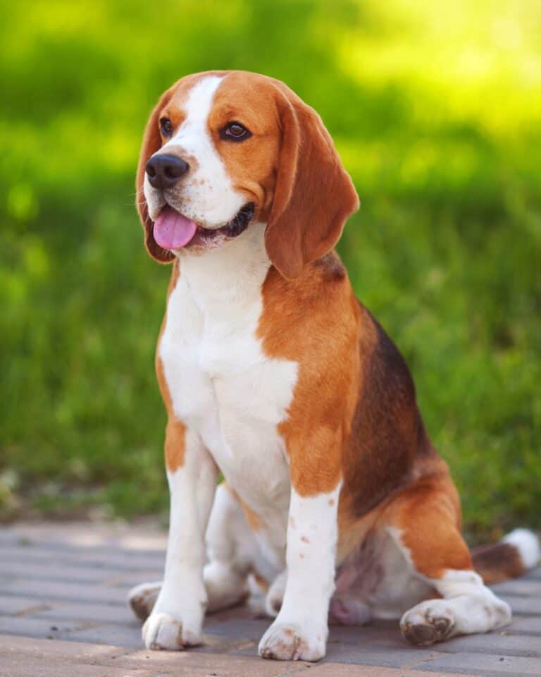 26 Beagle Colors and Markings (With Pictures)