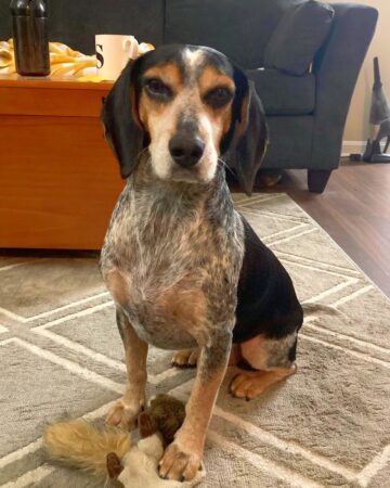 26 Beagle Colors and Markings (With Pictures)