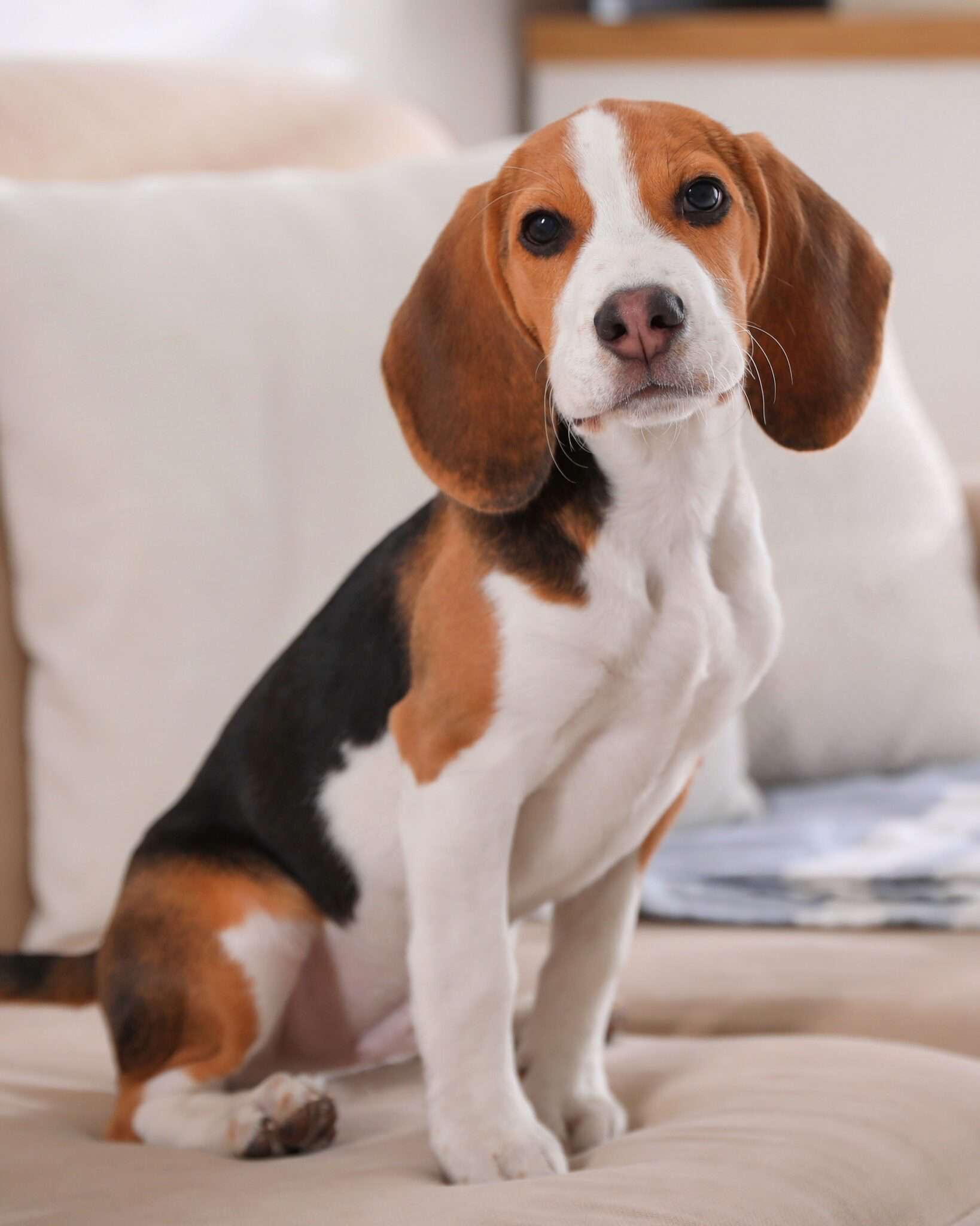 26 Beagle Colors and Markings (With Pictures)