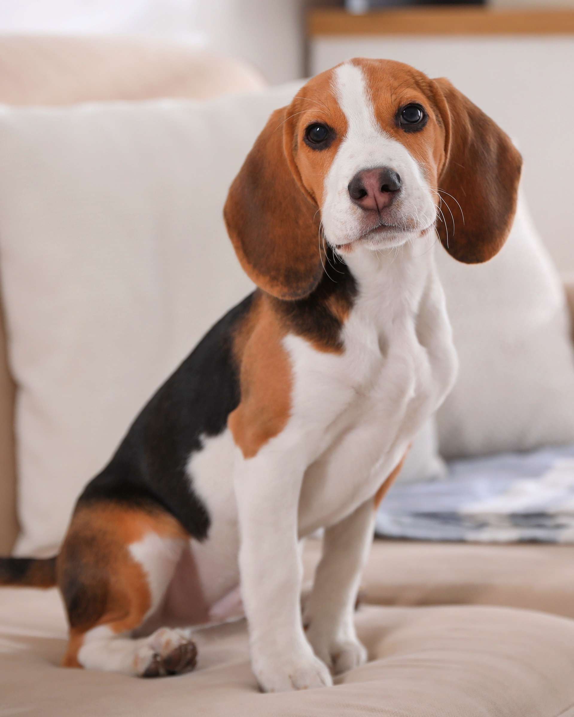 26 Beagle Colors and Markings (With Pictures)