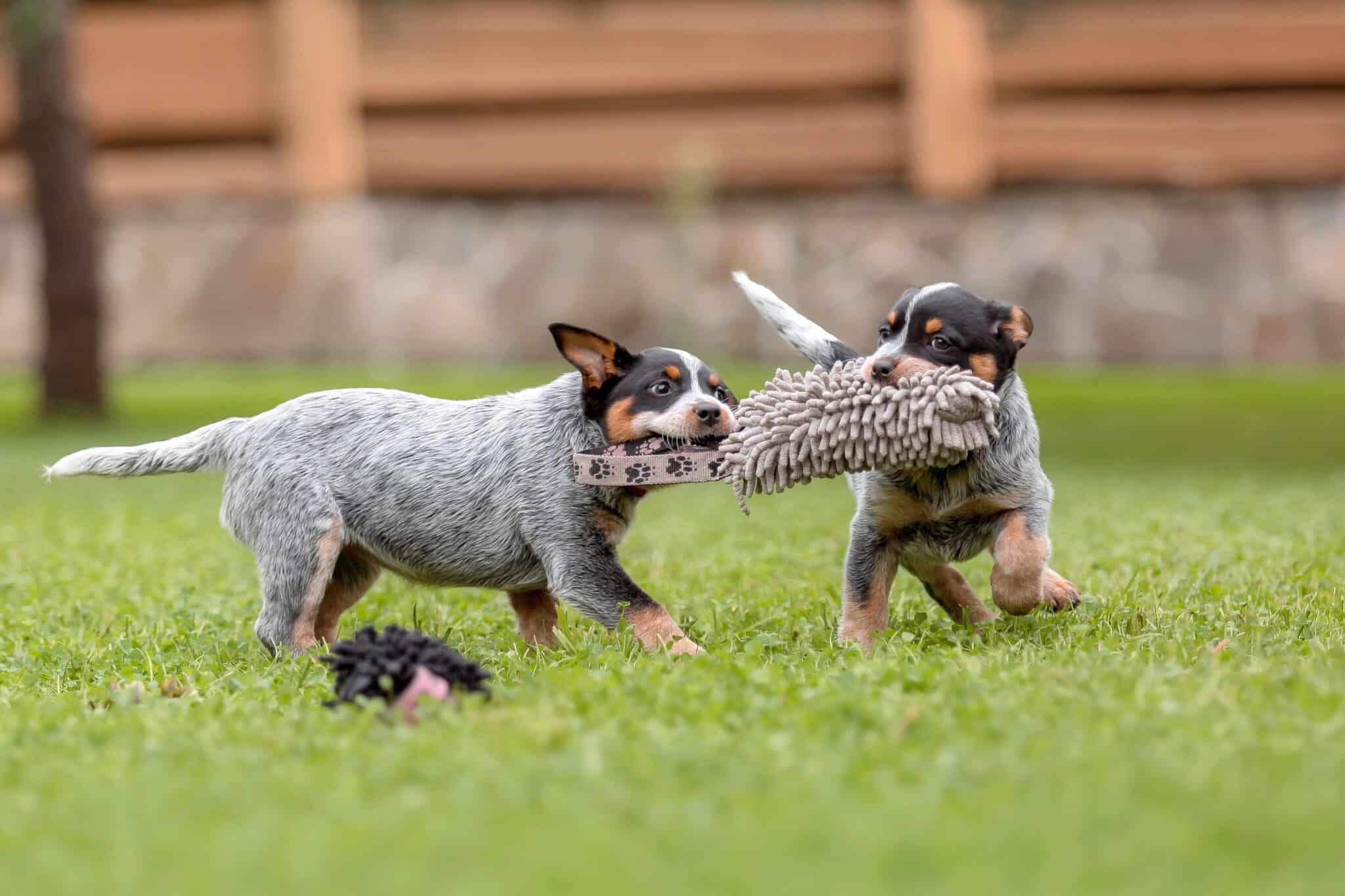 10 Best Australian Cattle Dog Breeders (2025 Updated)