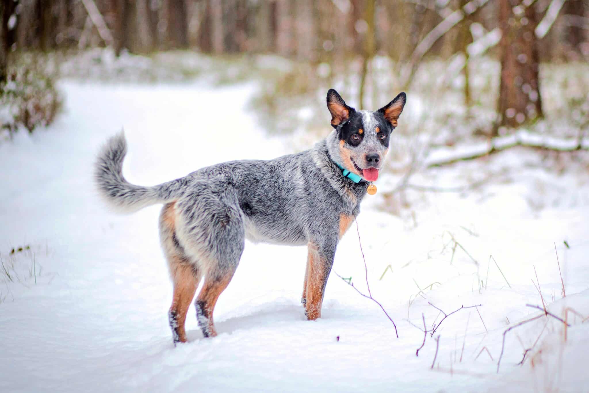 10 Best Australian Cattle Dog Breeders (2025 Updated)