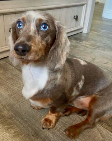 Dapple Dachshund: Breed Info, Patterns, Traits & Pictures