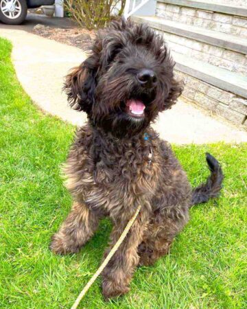 Mini Bernedoodle | Breed Info, Size, Pictures & Facts