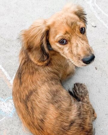 Dapple Dachshund: Breed Info, Patterns, Traits & Pictures