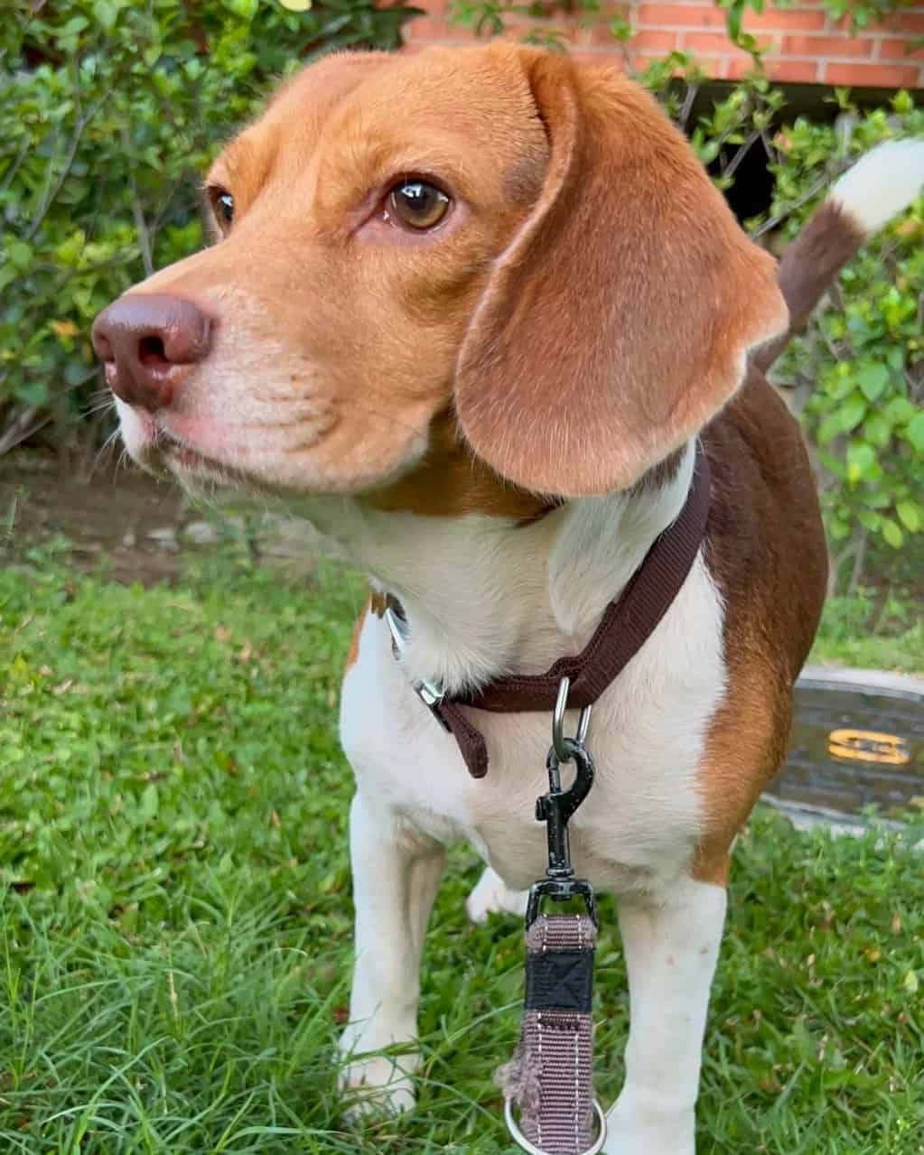 26 Beagle Colors and Markings (With Pictures)