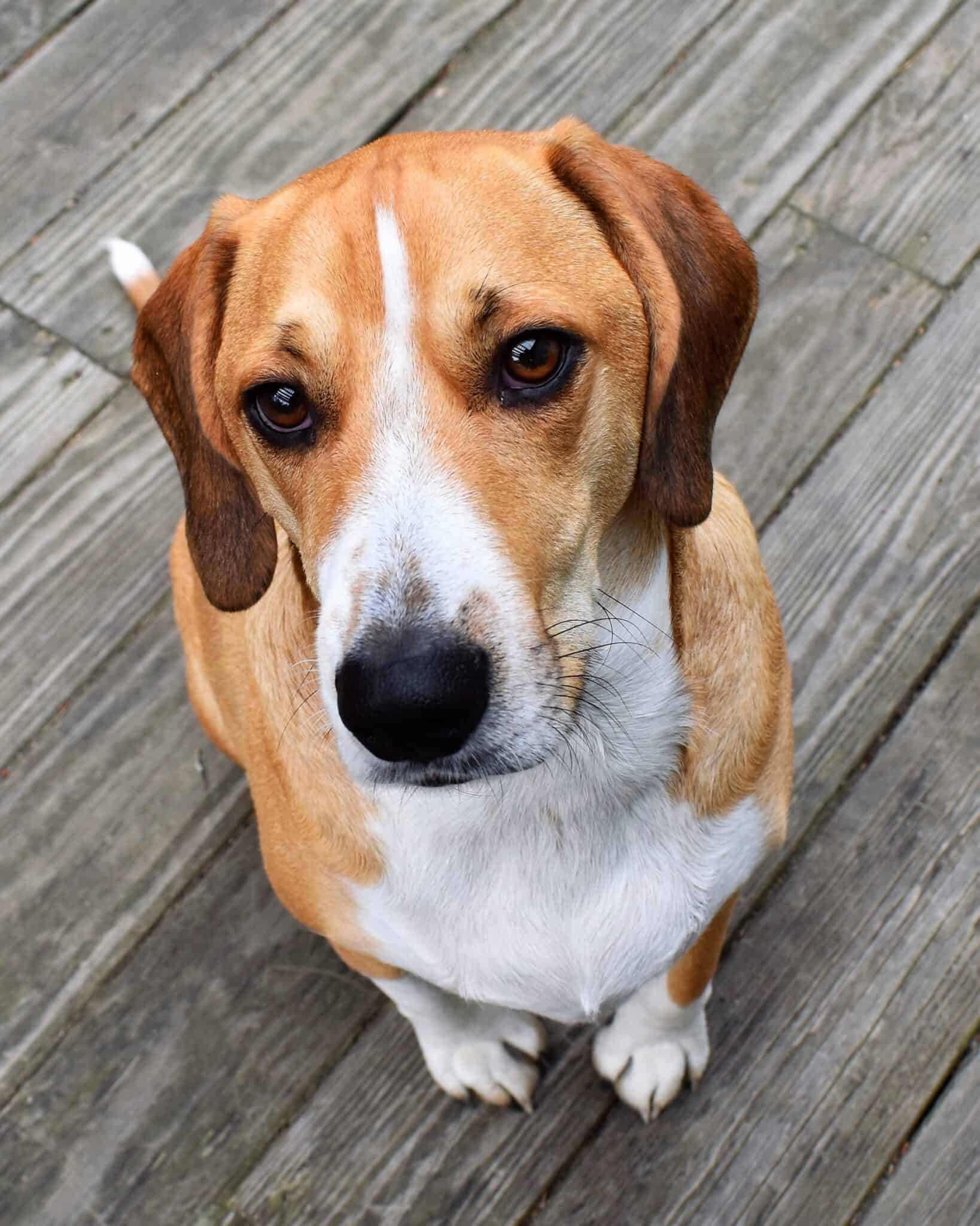 26 Beagle Colors and Markings (With Pictures)