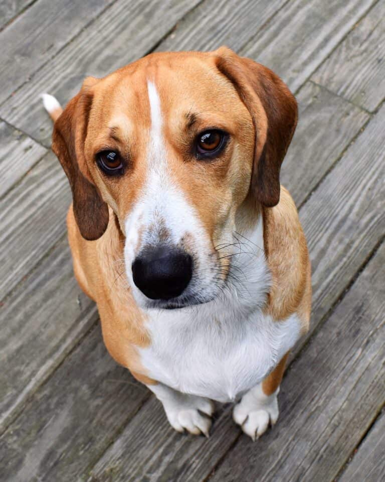 26 Beagle Colors and Markings (With Pictures)