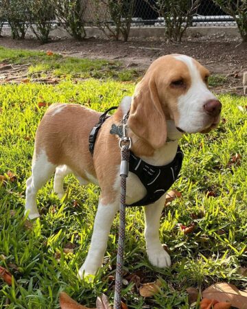 26 Beagle Colors and Markings (With Pictures)
