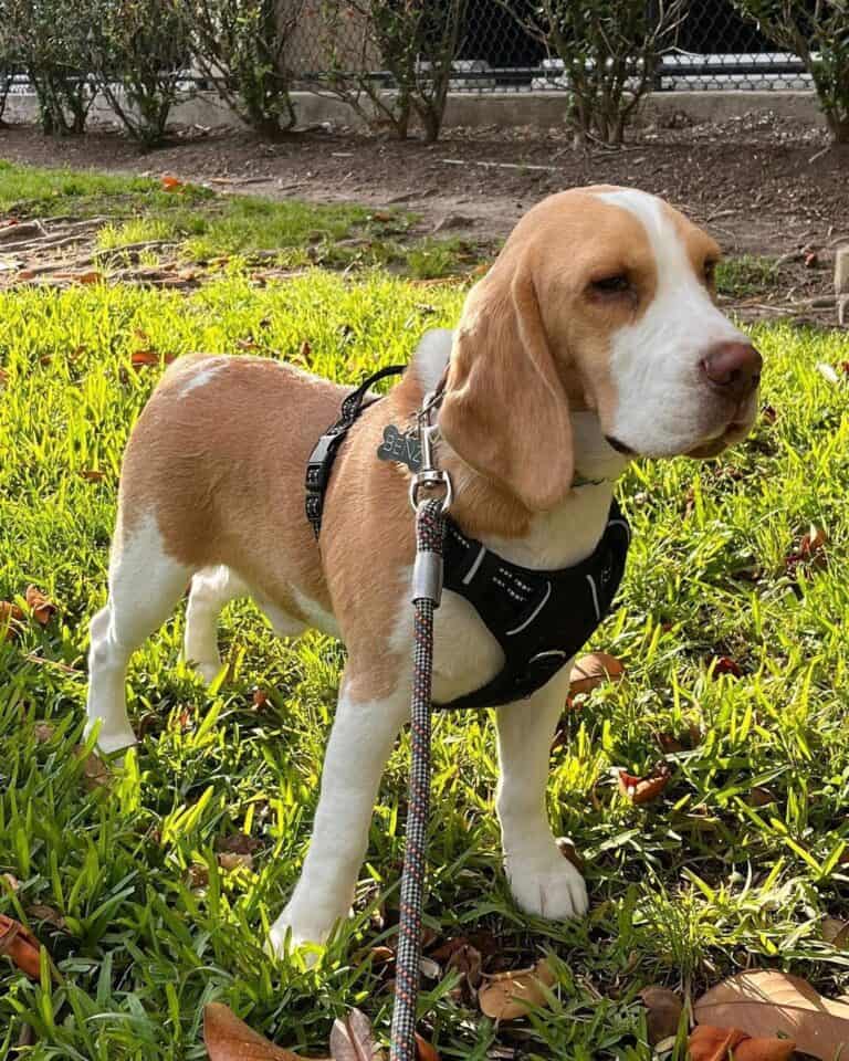 26 Beagle Colors and Markings (With Pictures)