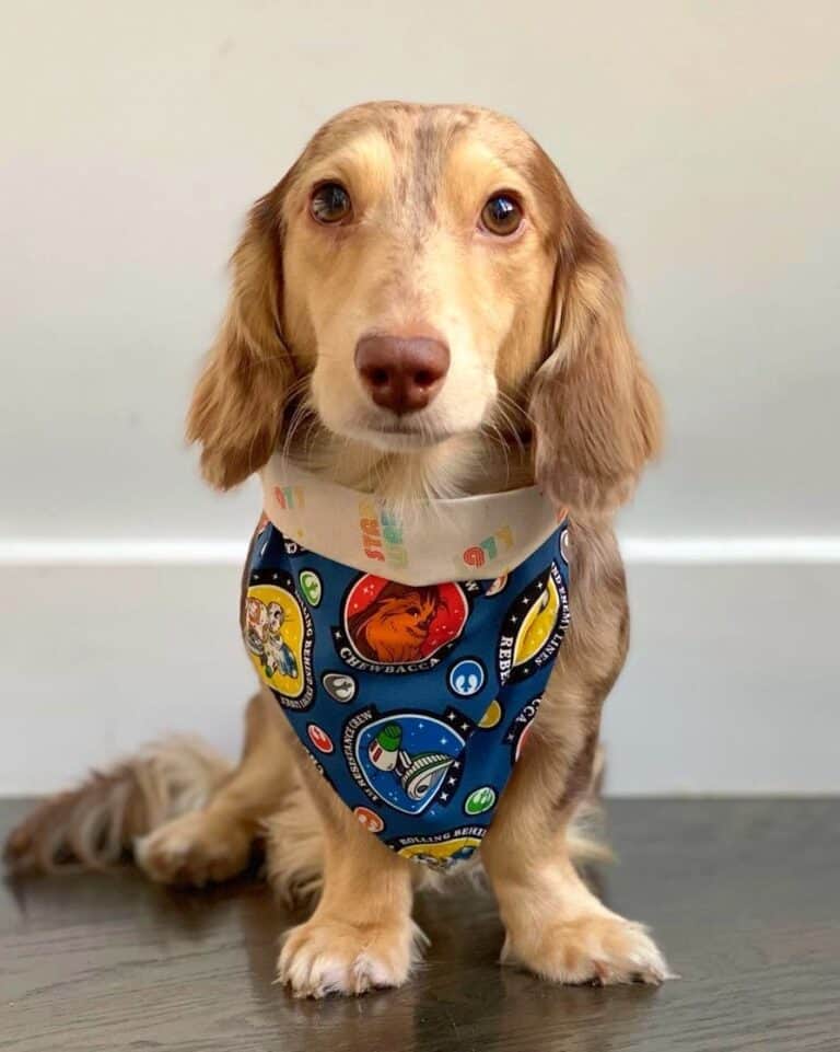 Dapple Dachshund: Breed Info, Patterns, Traits & Pictures