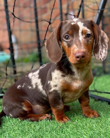 Dapple Dachshund: Breed Info, Patterns, Traits & Pictures