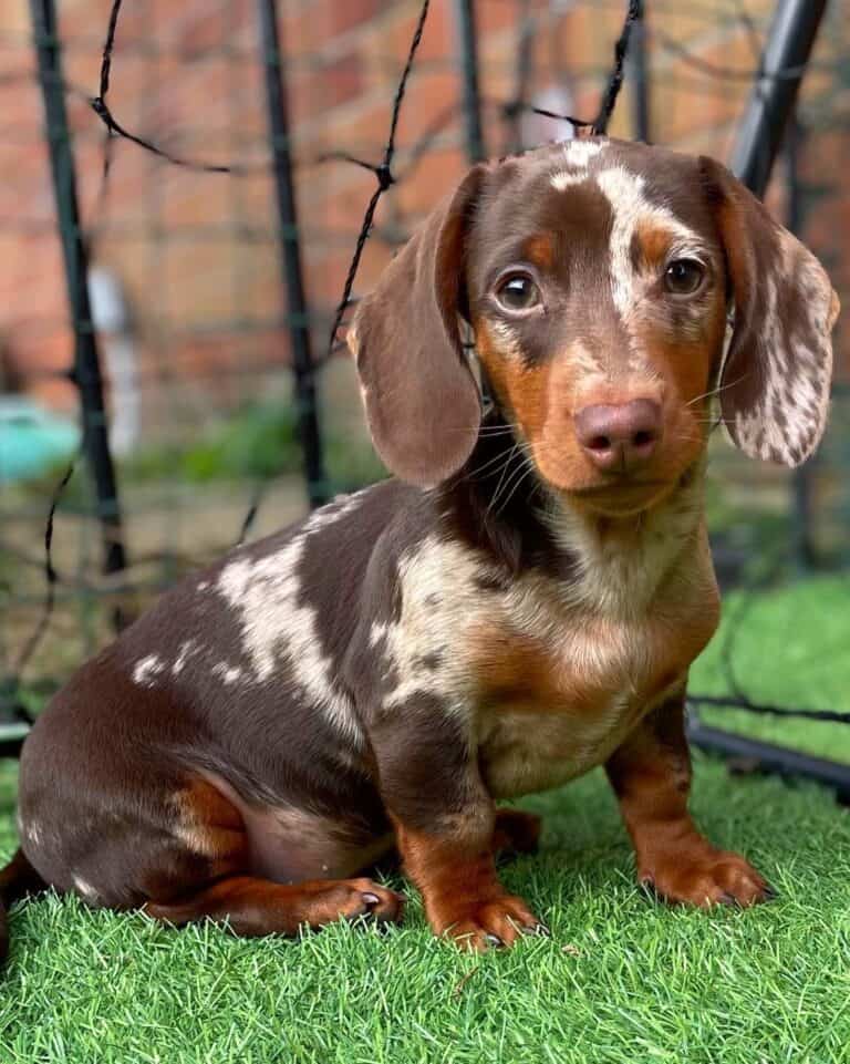 Dapple Dachshund: Breed Info, Patterns, Traits & Pictures