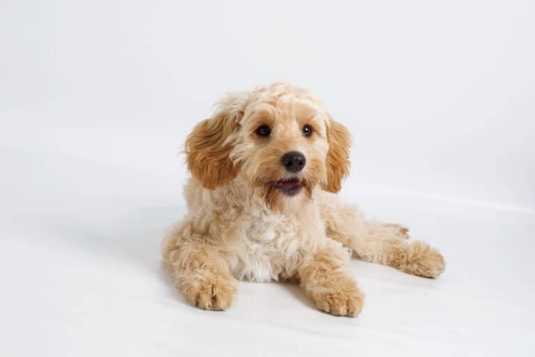 10 Best Cockapoo Breeders (2025 Updated)