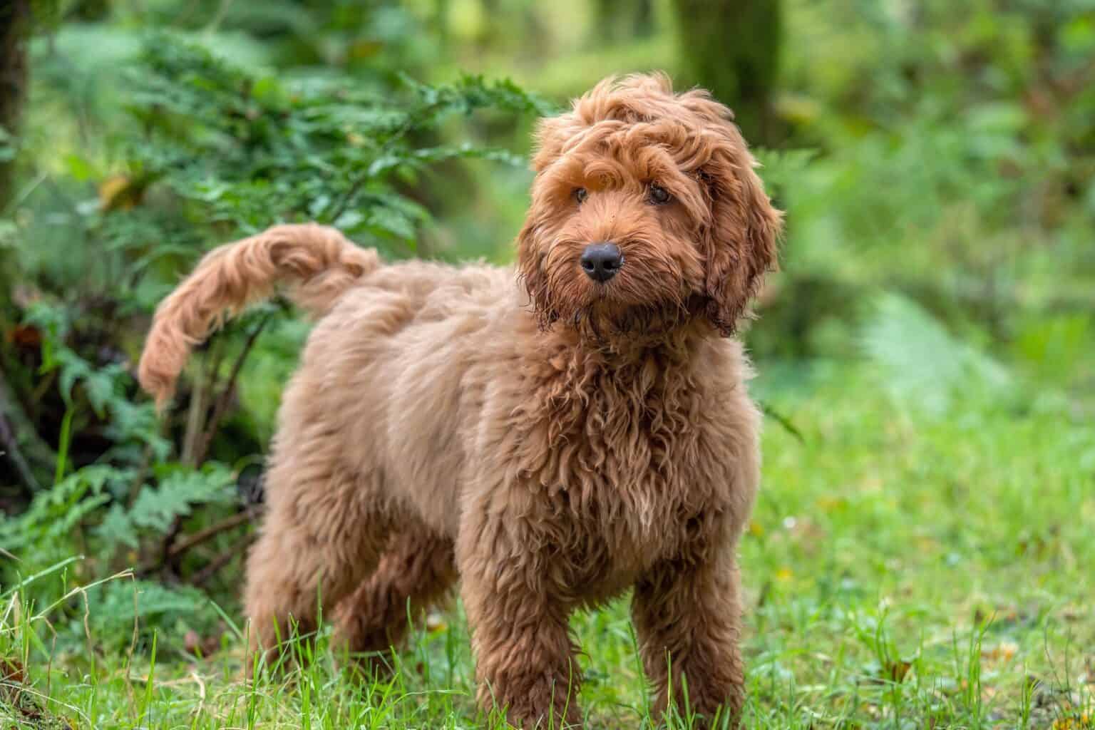 10 Best Cockapoo Breeders (2024 Updated)