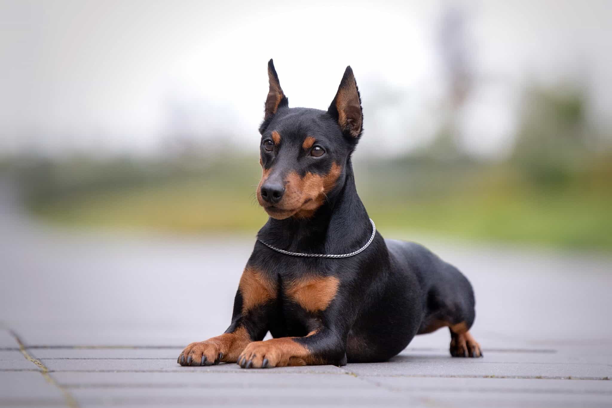 10 Best Miniature Pinscher Breeders (2025 Updated)
