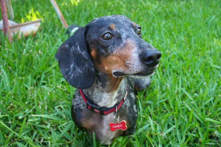 Dapple Dachshund: Breed Info, Patterns, Traits & Pictures