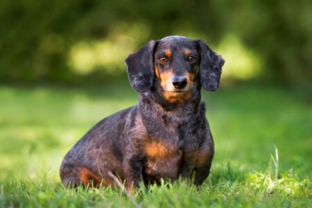 Dapple Dachshund: Breed Info, Patterns, Traits & Pictures