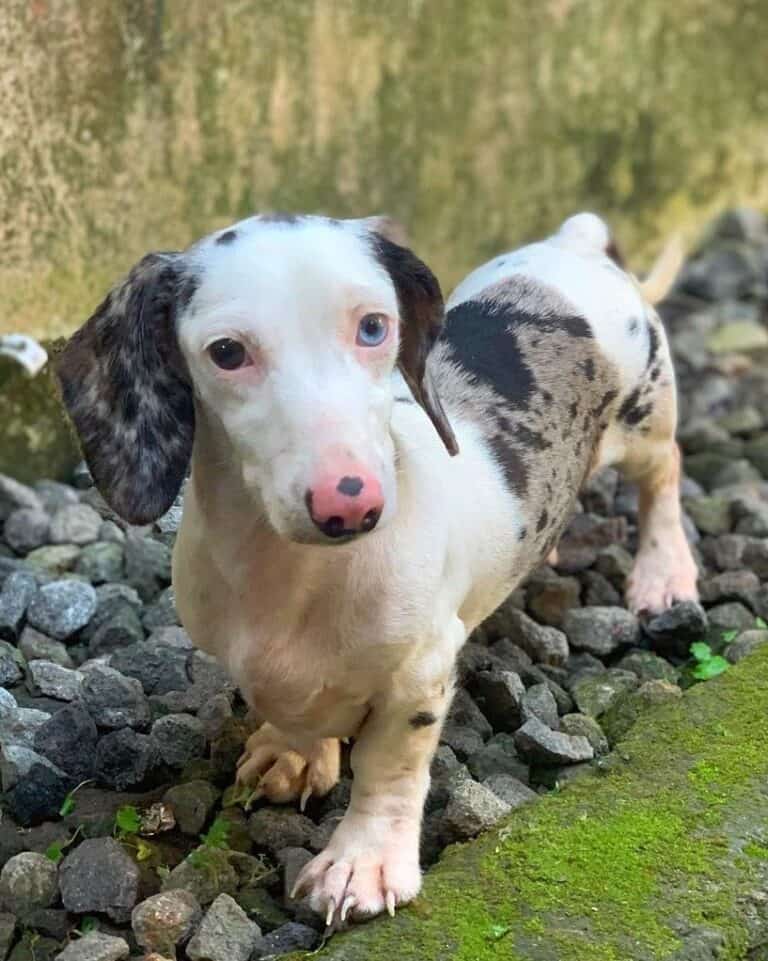 Dapple Dachshund: Breed Info, Patterns, Traits & Pictures