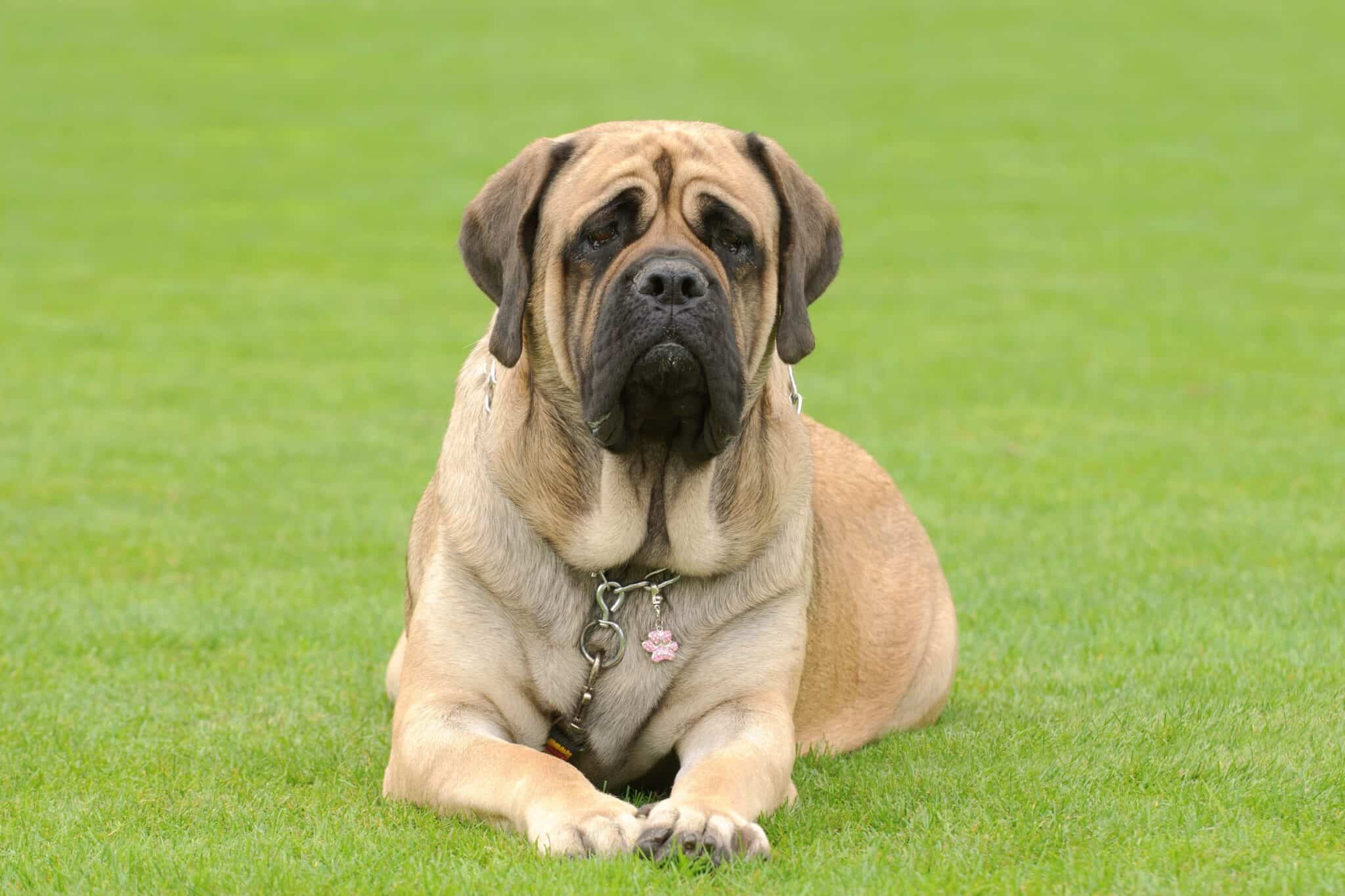 How Much to Feed a Mastiff (Feeding Chart & Guide)