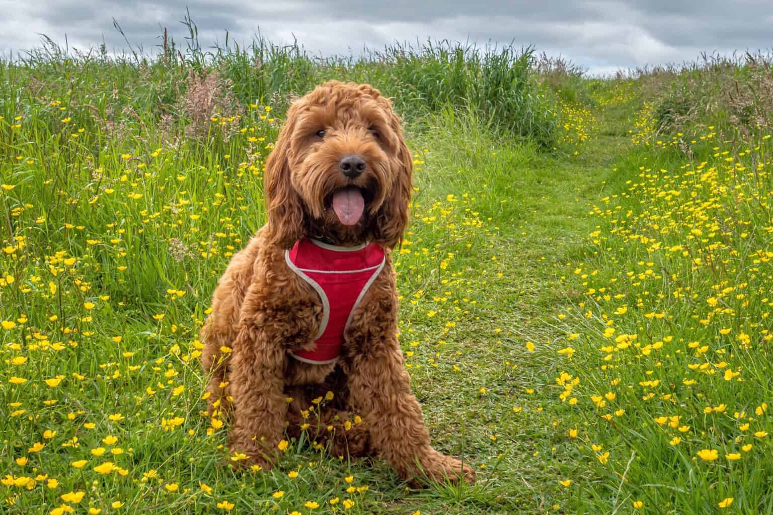 10 Best Cockapoo Breeders (2024 Updated)