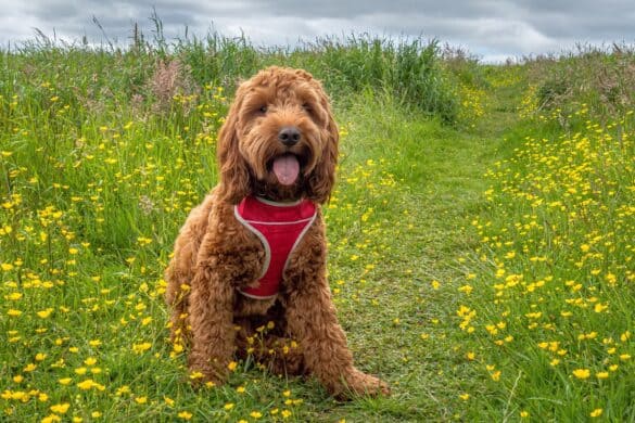 10 Best Cockapoo Breeders (2024 Updated)