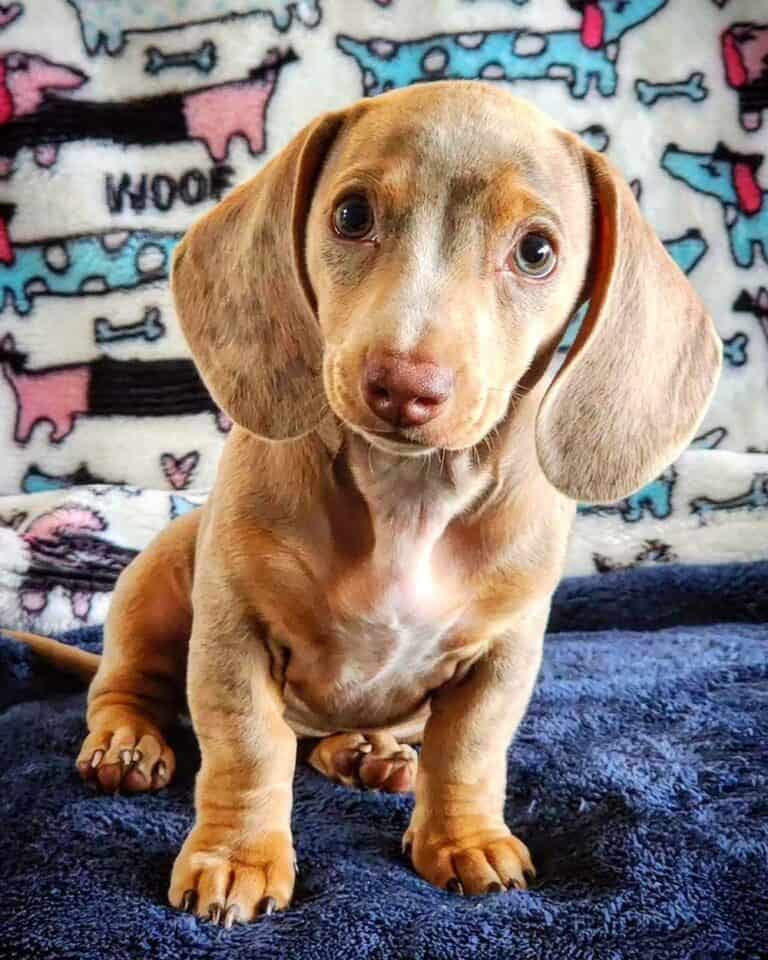 Dapple Dachshund: Breed Info, Patterns, Traits & Pictures