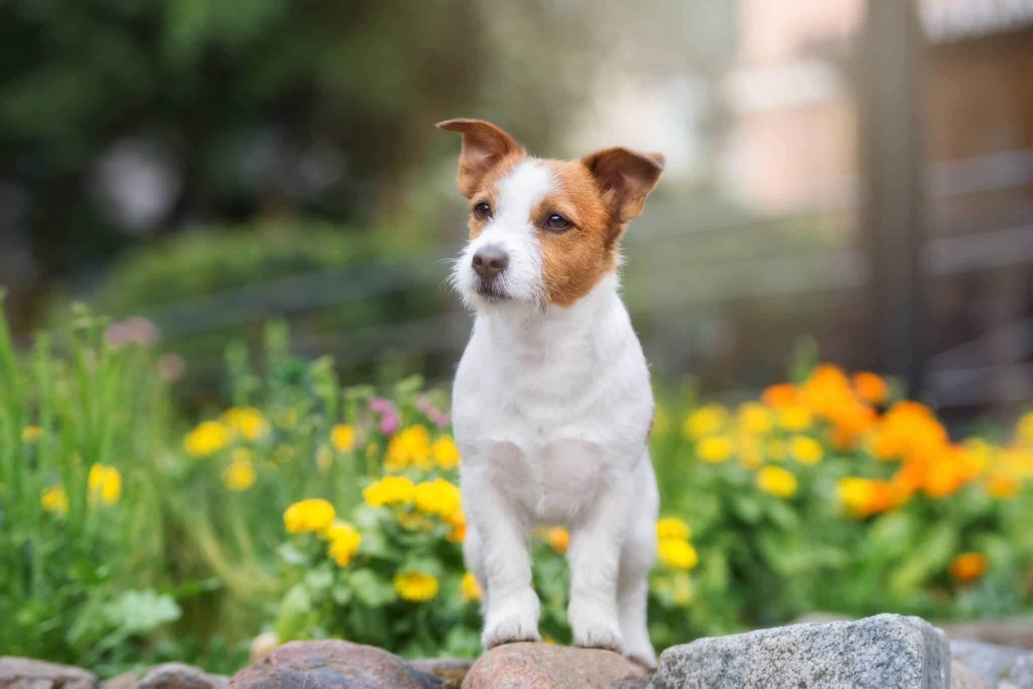 10 Best Jack Russell Terrier Breeders (2025 Updated)