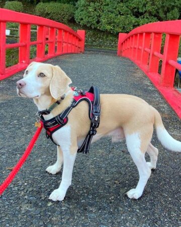 26 Beagle Colors and Markings (With Pictures)