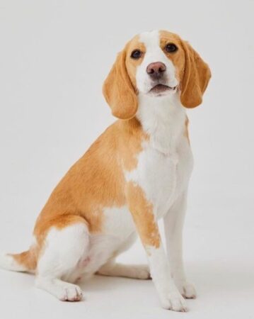26 Beagle Colors and Markings (With Pictures)