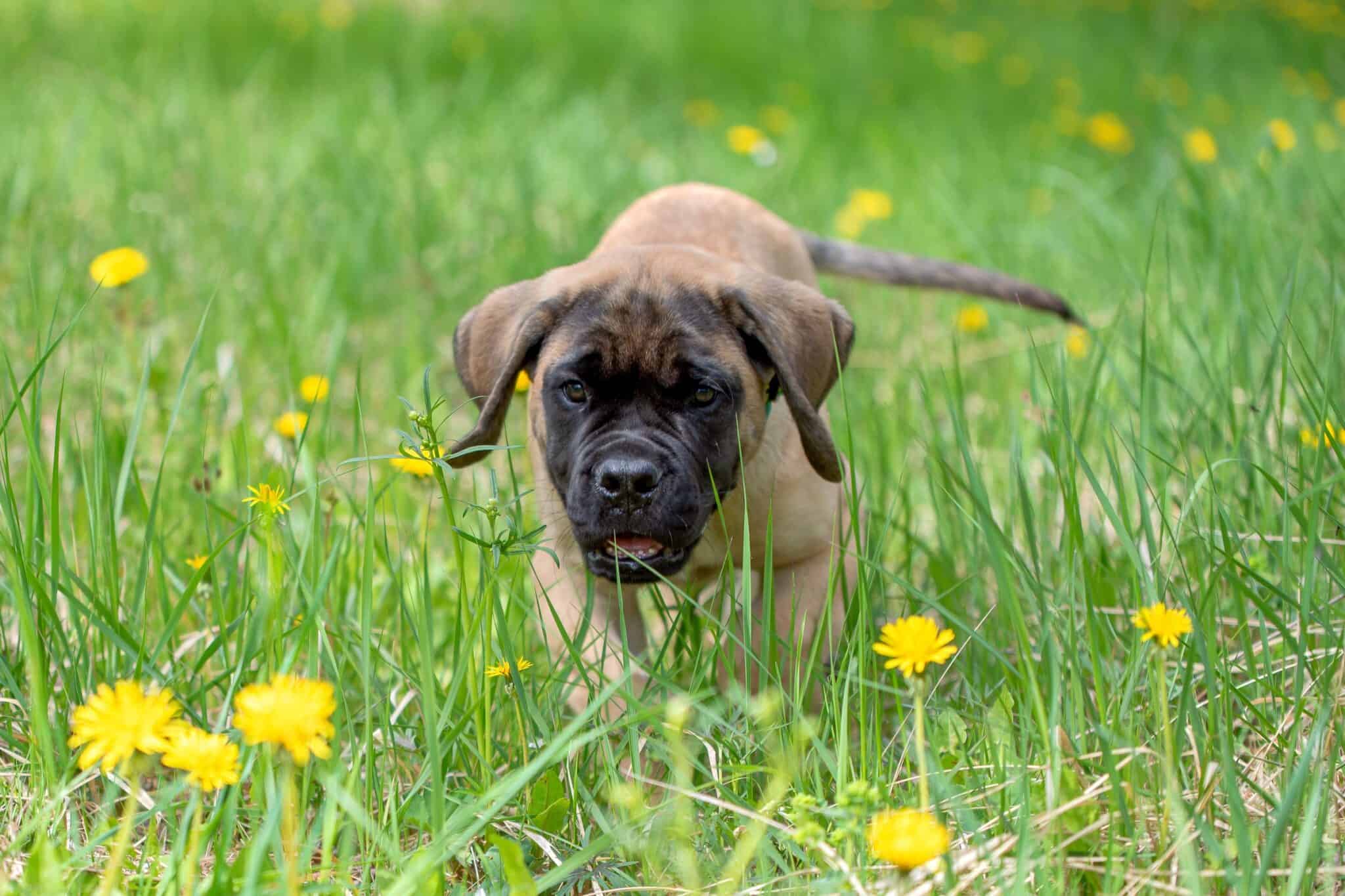 10 Best Mastiff Breeders (2025 Updated) - Happy Dog Breeds