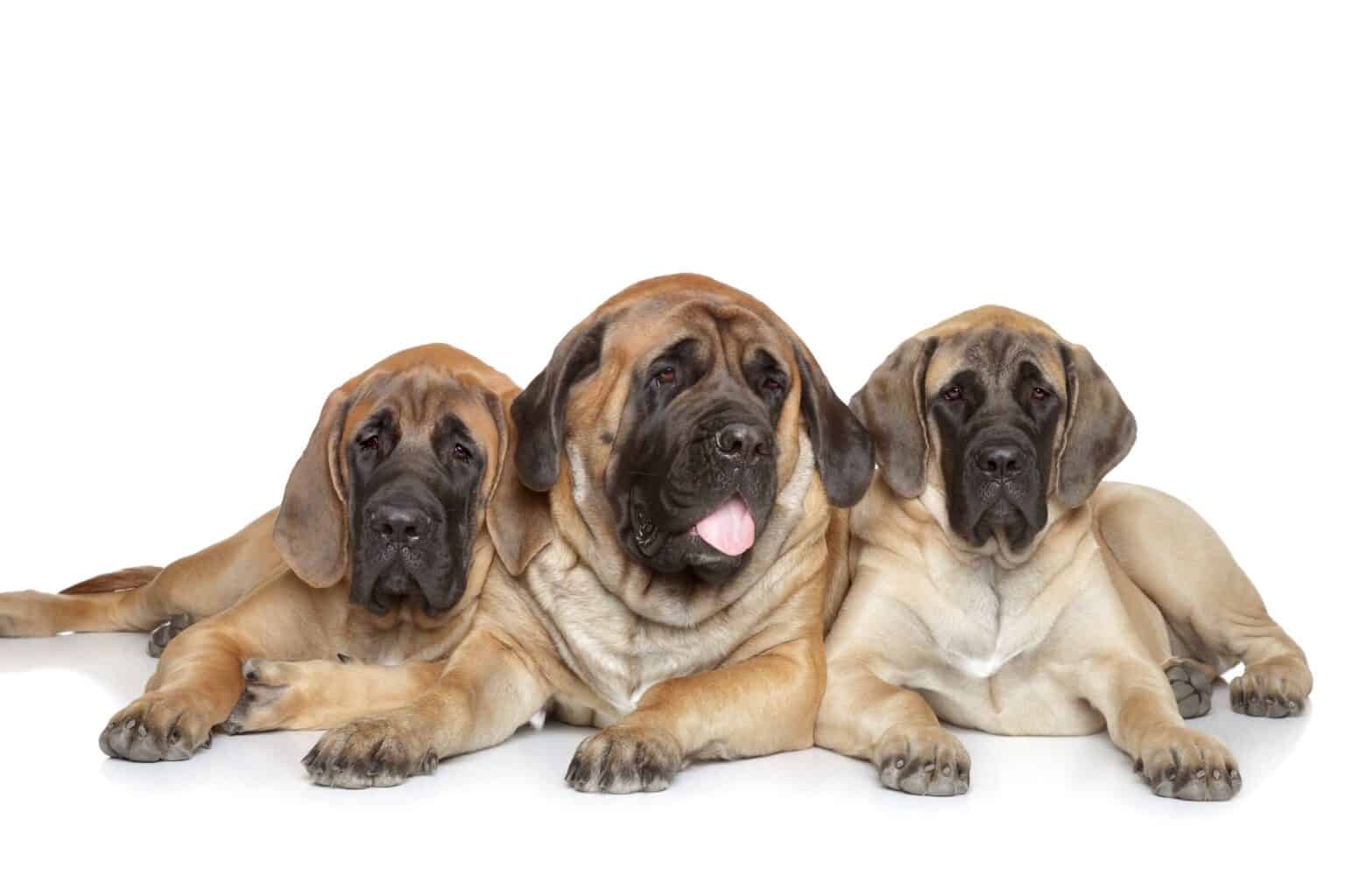 10 Best Mastiff Breeders (2025 Updated) - Happy Dog Breeds