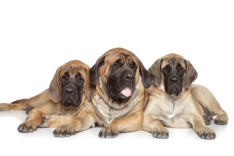 10 Best Mastiff Breeders (2025 Updated) - Happy Dog Breeds