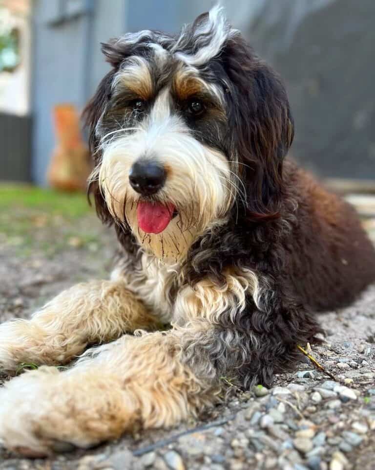 Mini Bernedoodle | Breed Info, Size, Pictures & Facts