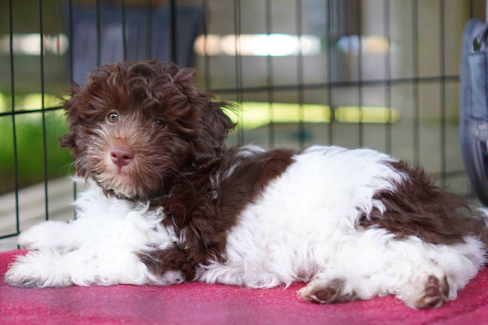 Mini Bernedoodle | Breed Info, Size, Pictures & Facts