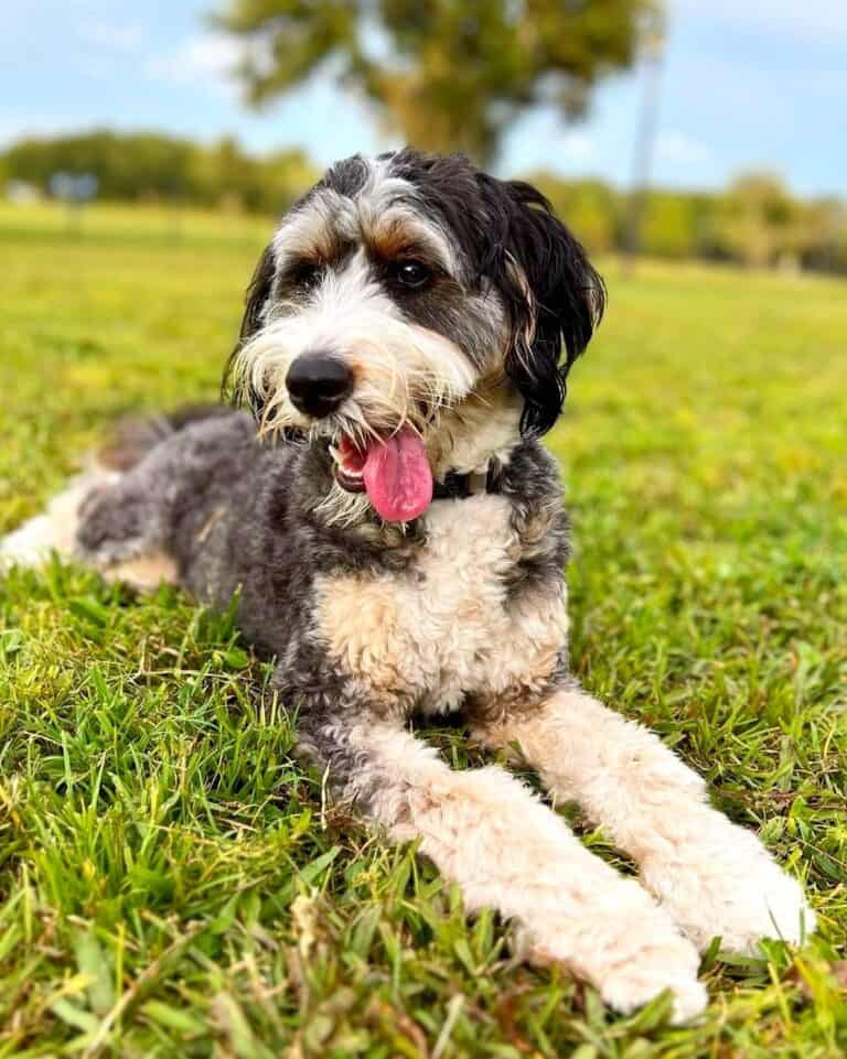 Mini Bernedoodle | Breed Info, Size, Pictures & Facts