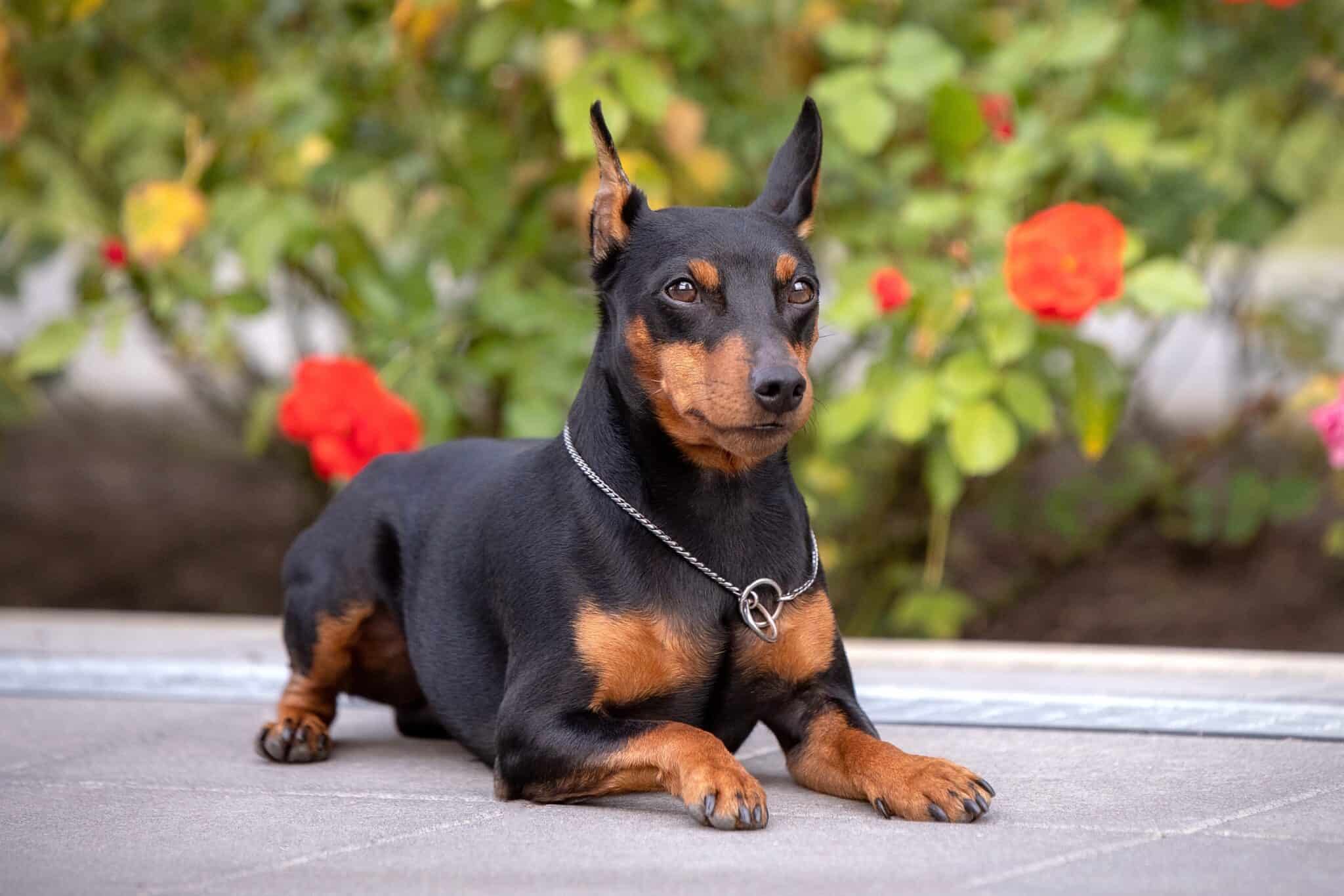 10 Best Miniature Pinscher Breeders (2026 Updated)