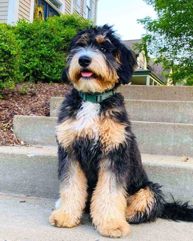 Mini Bernedoodle | Breed Info, Size, Pictures & Facts