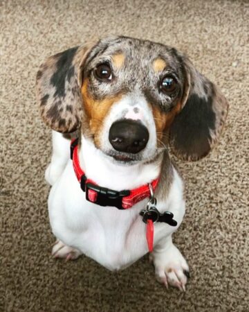 Dapple Dachshund: Breed Info, Patterns, Traits & Pictures