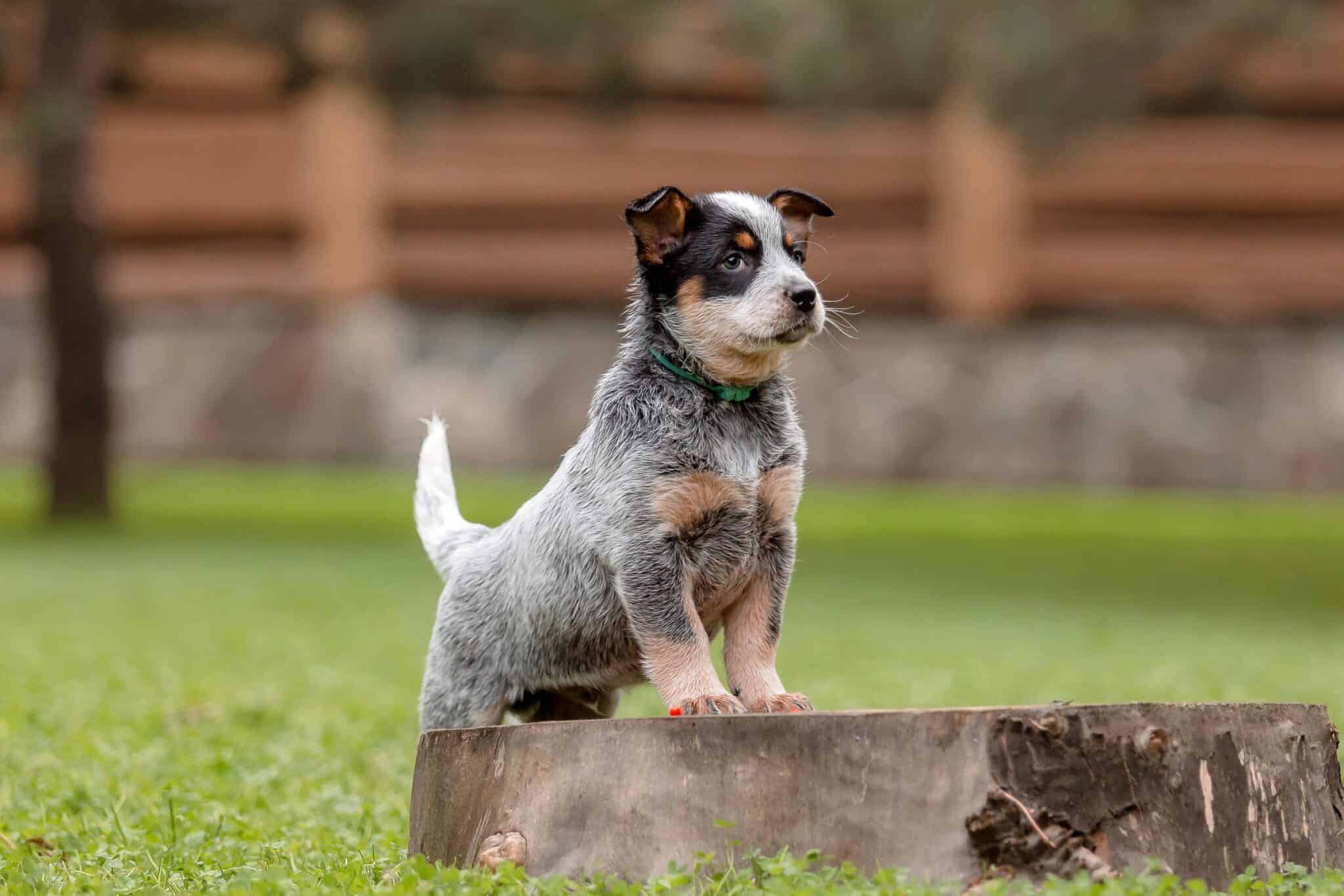 10 Best Australian Cattle Dog Breeders (2025 Updated)