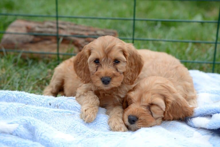 10 Best Cockapoo Breeders (2024 Updated)