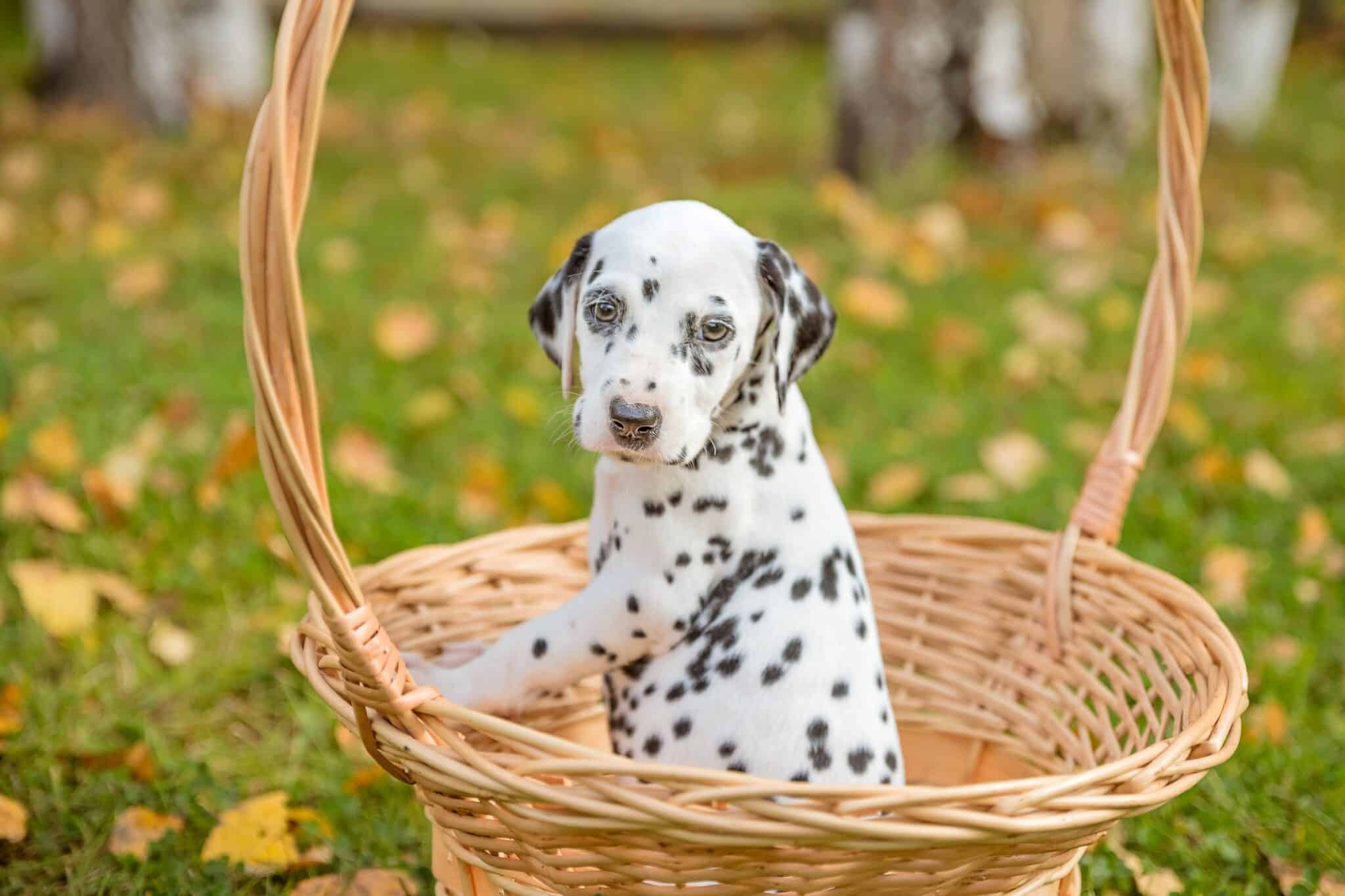 10 Best Dalmatian Breeders (2025 Updated)