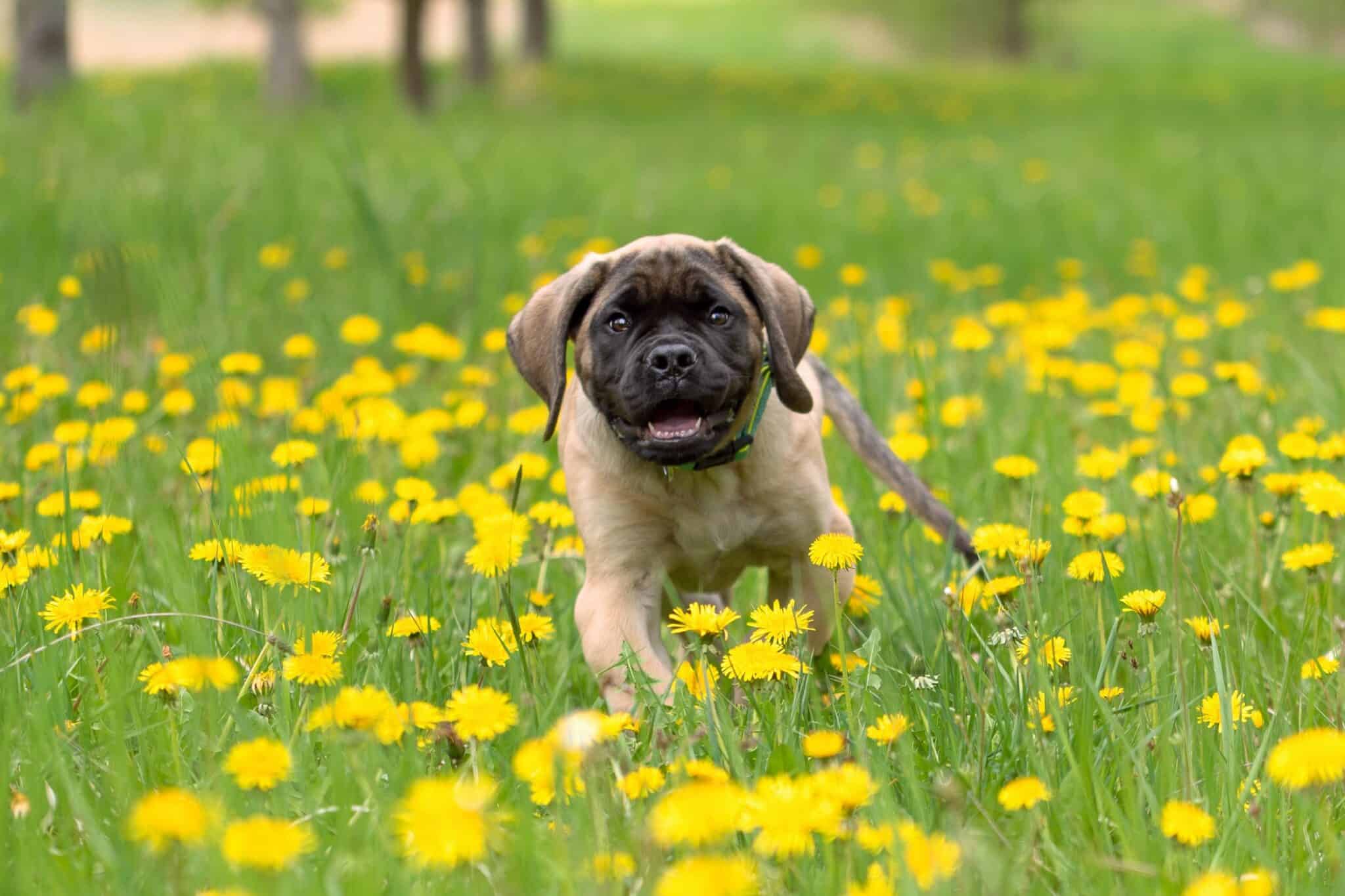 10 Best Mastiff Breeders (2026 Updated) - Happy Dog Breeds